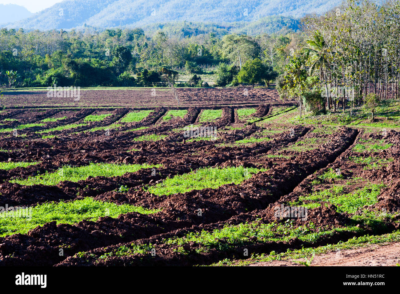 Farm land in Laos Stock Photo - Alamy