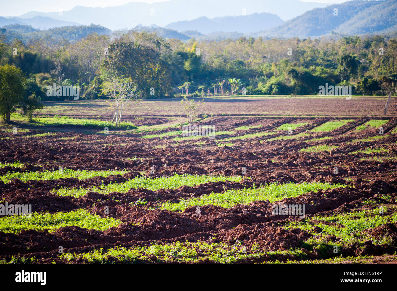 Farm land in Laos Stock Photo - Alamy