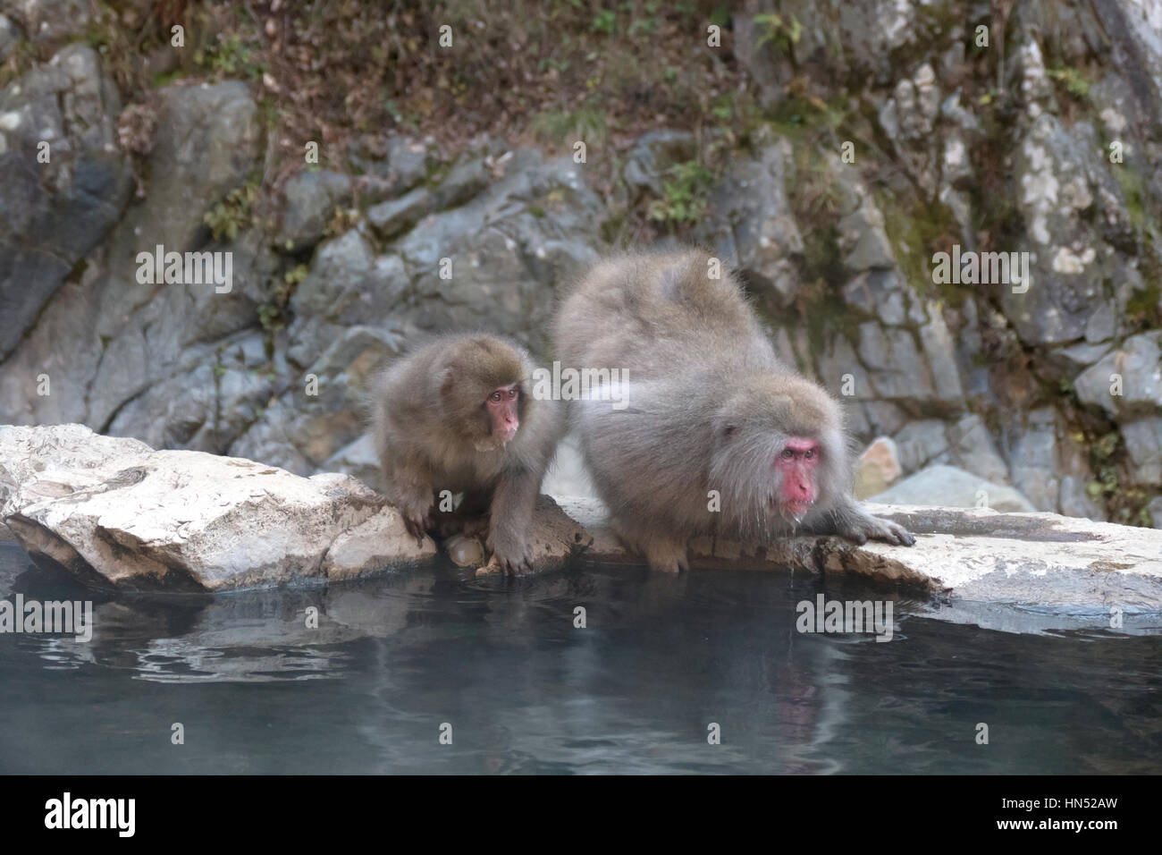 Monkey swimming pool hi-res stock photography and images - Alamy