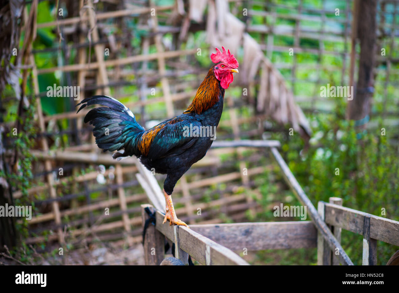 Chicken in bamboo cage hi-res stock photography and images - Alamy