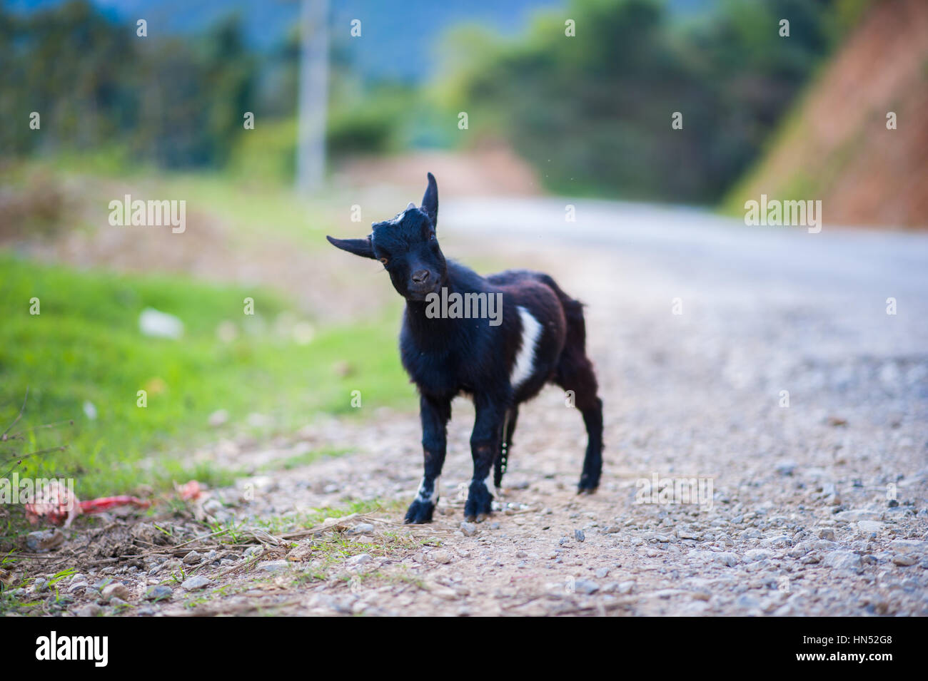 Scared goat urinating Stock Photo - Alamy