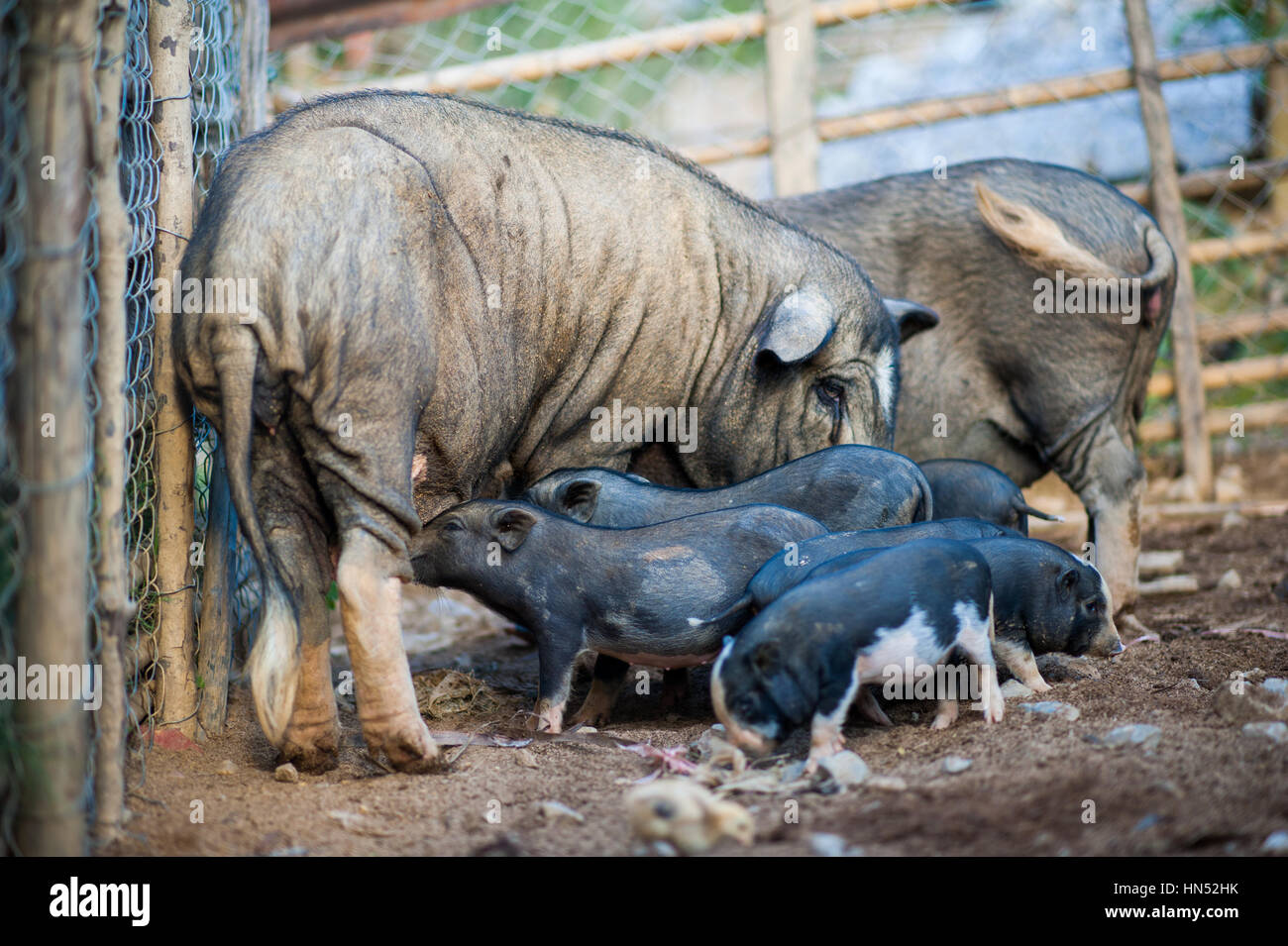 Thailand Pigs High Resolution Stock Photography and Images - Alamy