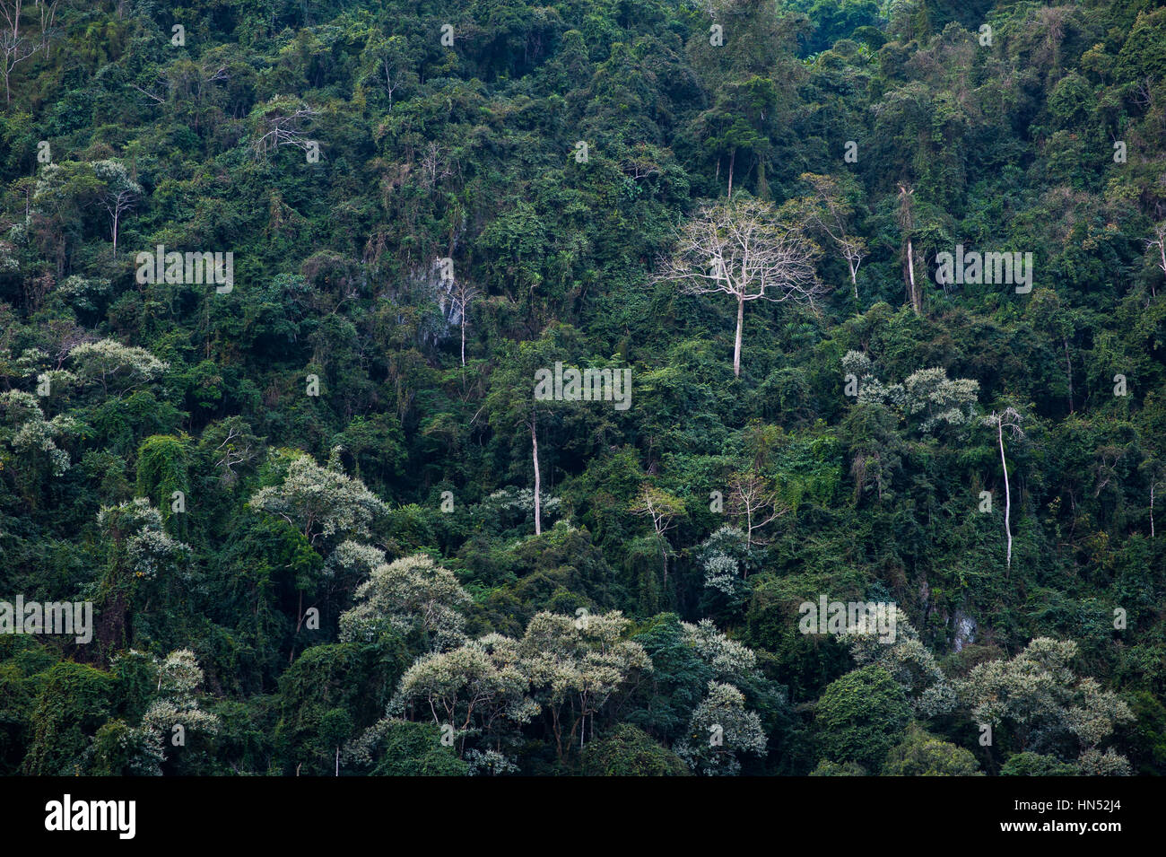 Jungle in Laos Stock Photo - Alamy