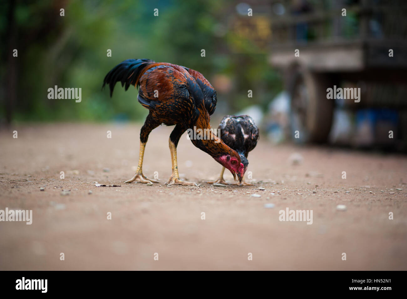Chicken in bamboo cage hi-res stock photography and images - Alamy