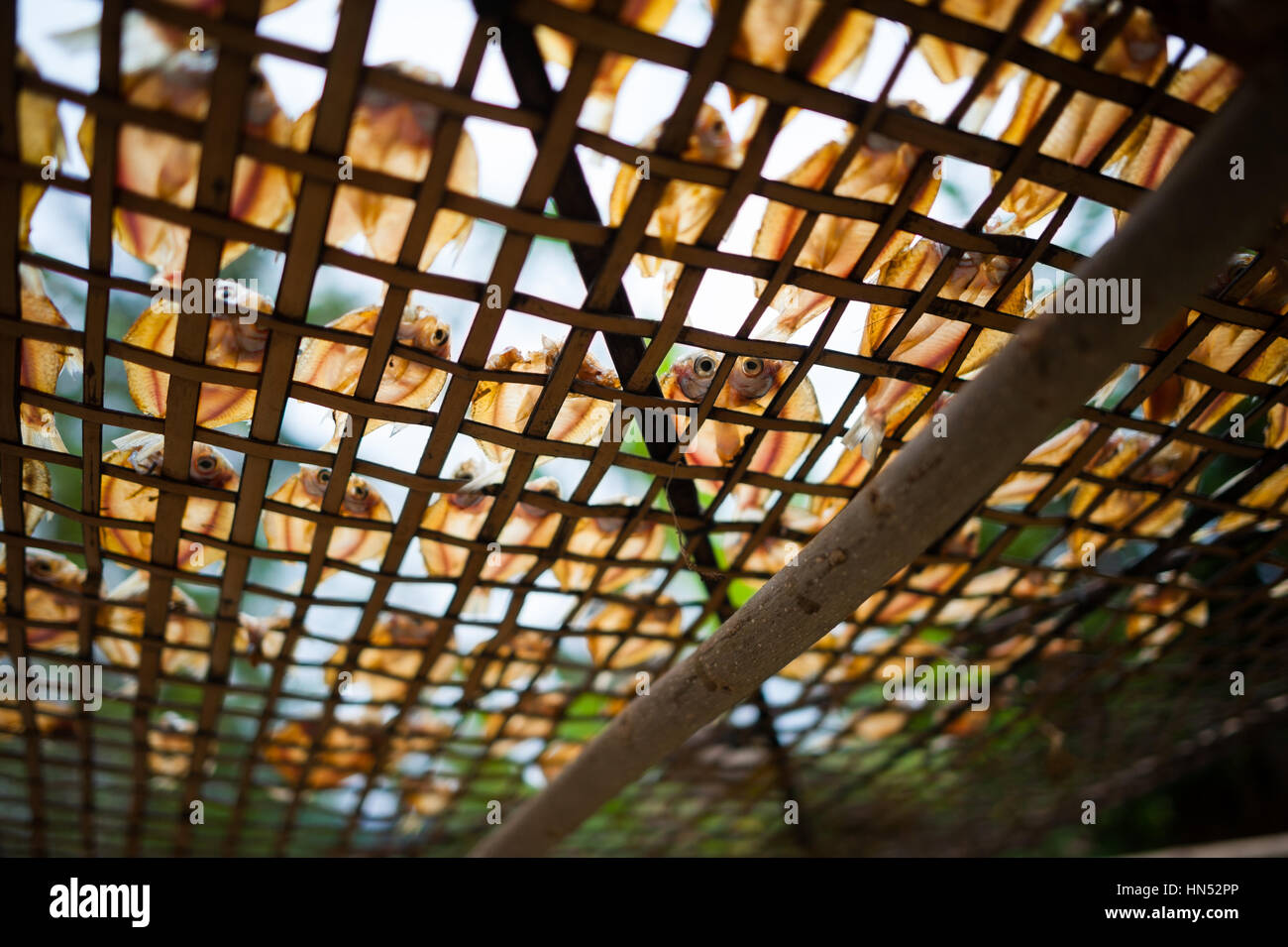 Asian fish farming hi-res stock photography and images - Alamy