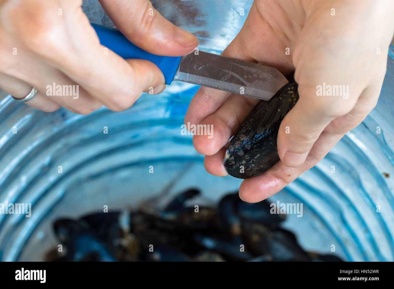 Young woman hands opening fresh mussel shell with a knife Stock Photo ...