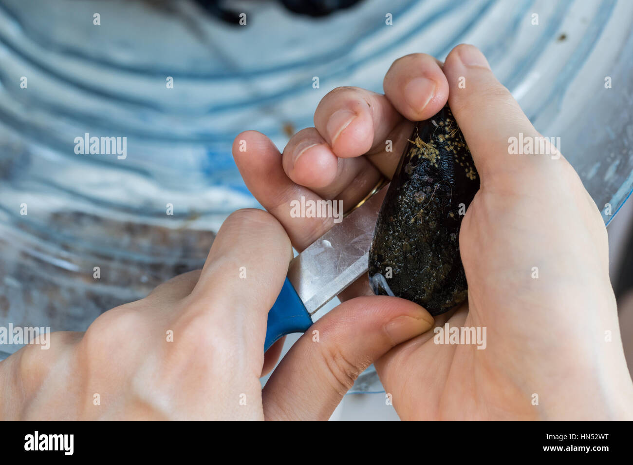 Young woman hands opening fresh mussel shell with a knife Stock Photo ...