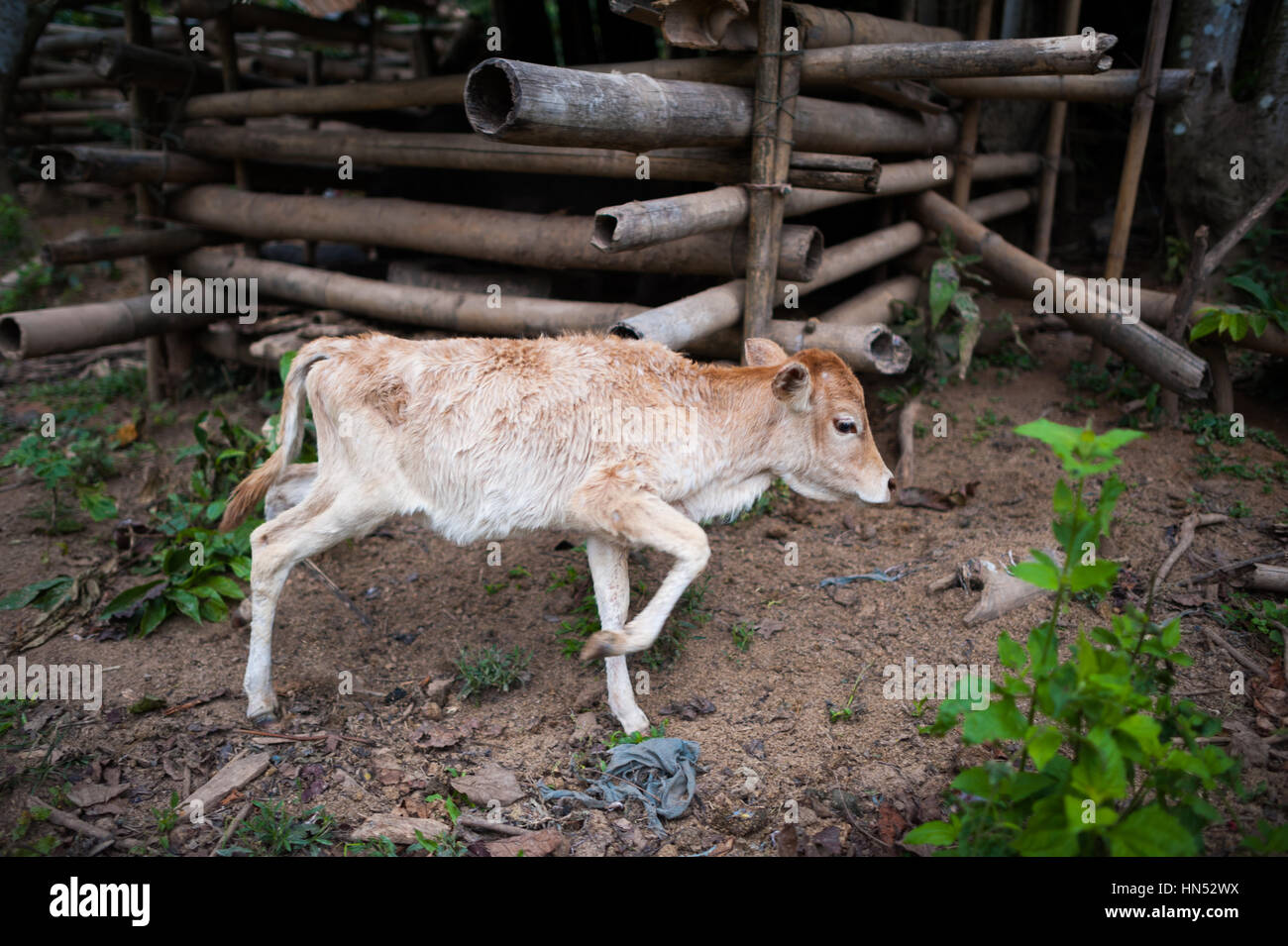 Livestock in Laos countryisde Stock Photo - Alamy