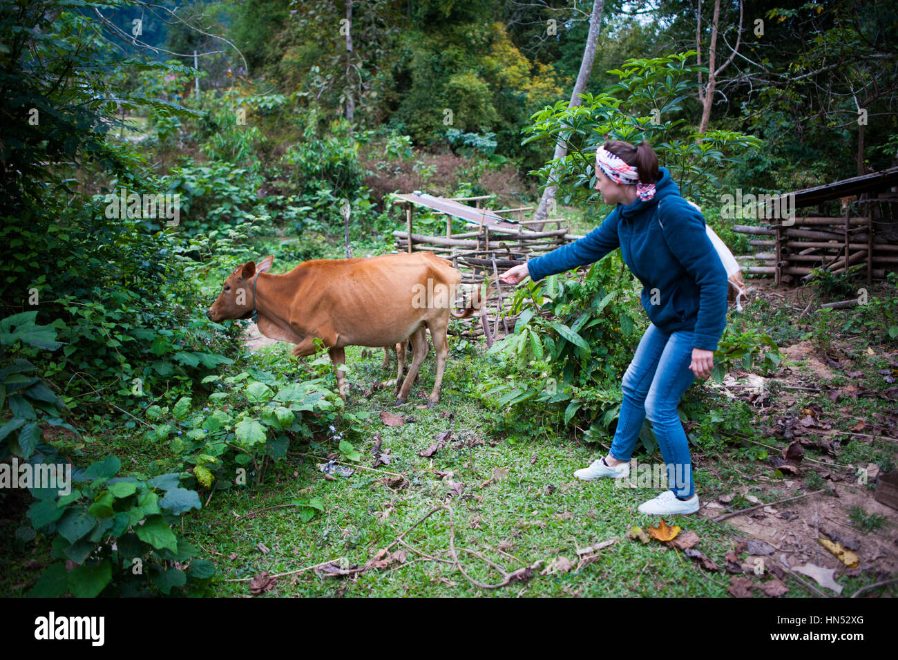Livestock in Laos countryisde Stock Photo - Alamy