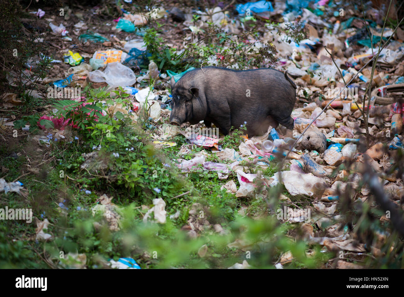 Pigs in garbage hi-res stock photography and images - Alamy
