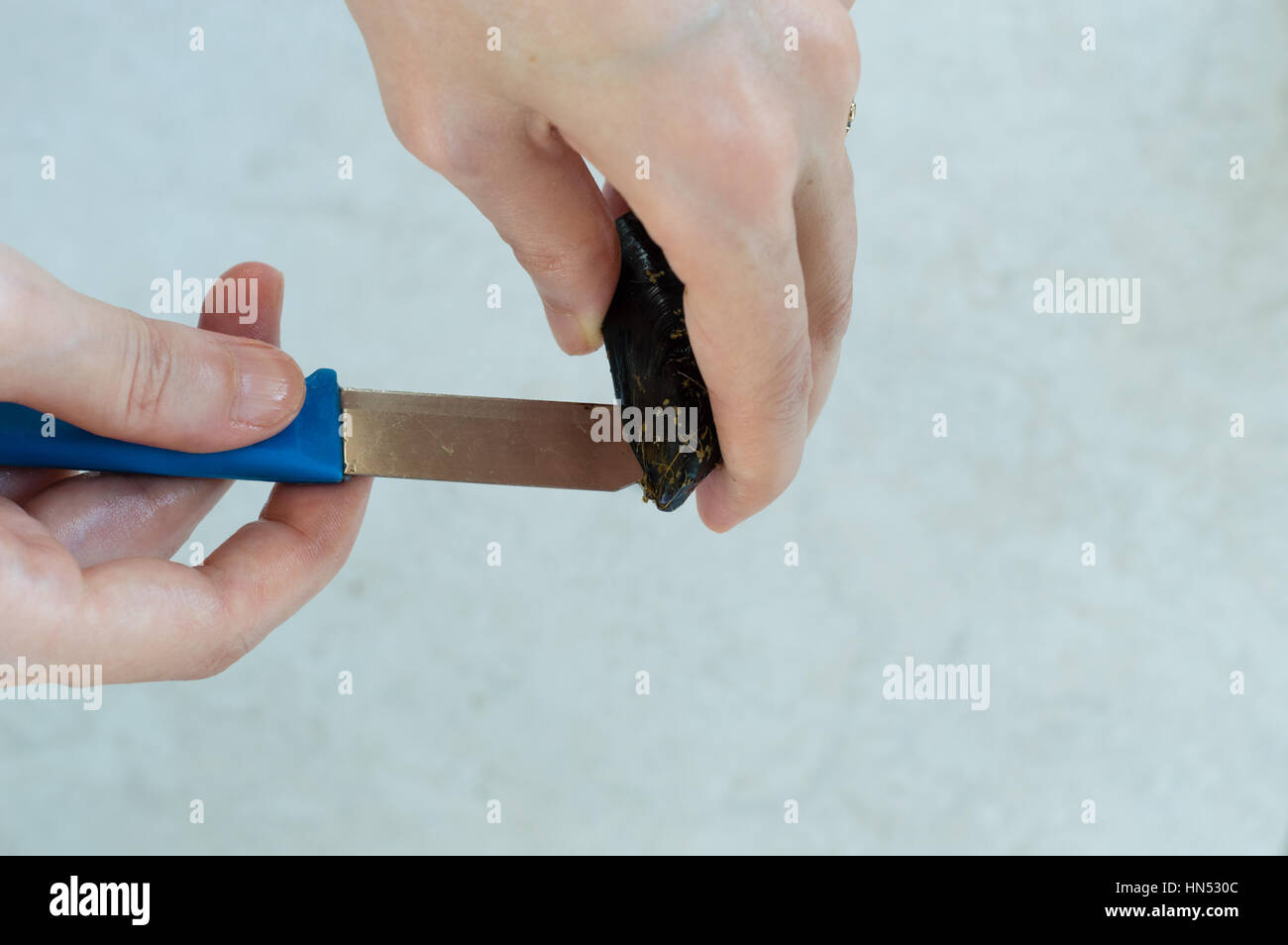 Young woman hands opening fresh mussel shell with a knife Stock Photo ...