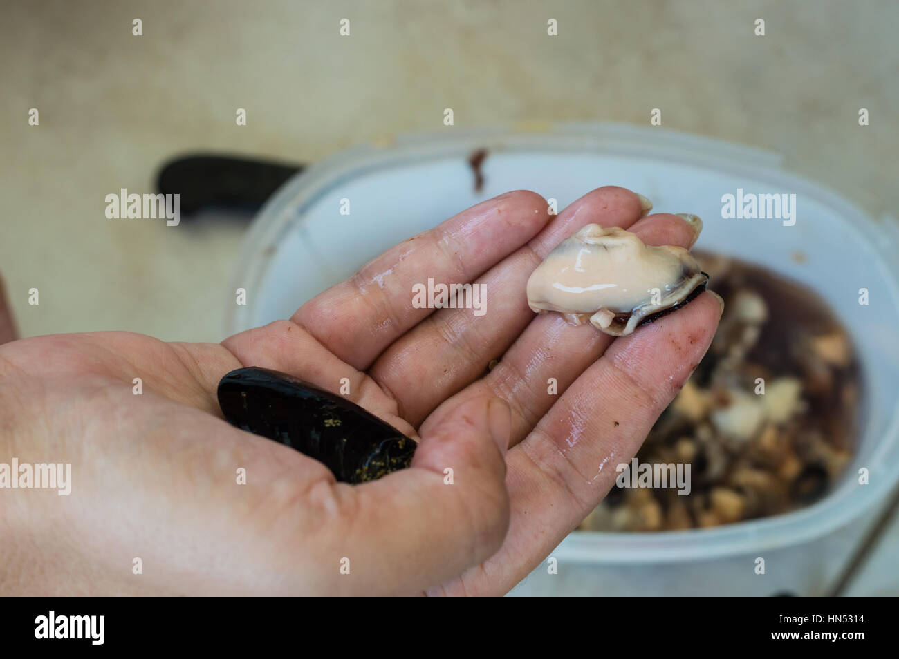 Hand holding oyster shell hi-res stock photography and images - Alamy