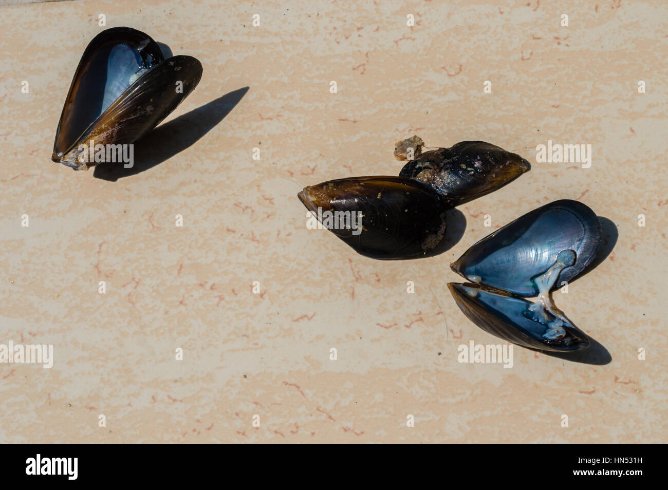 Empty fresh mussel shells on the floor Stock Photo - Alamy