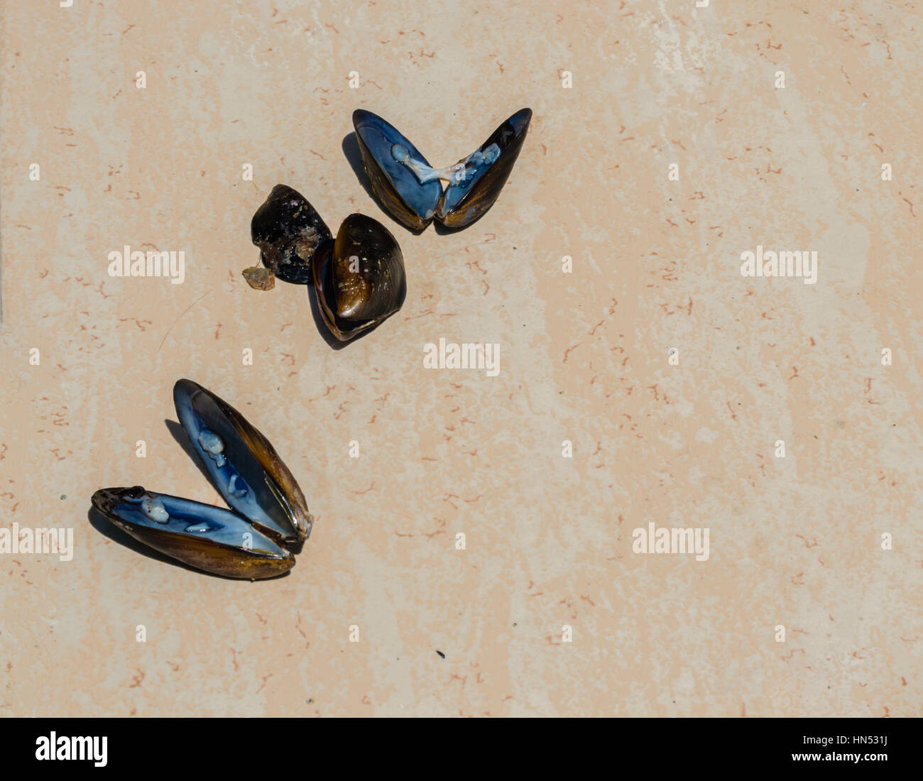 Empty fresh mussel shells on the floor Stock Photo - Alamy