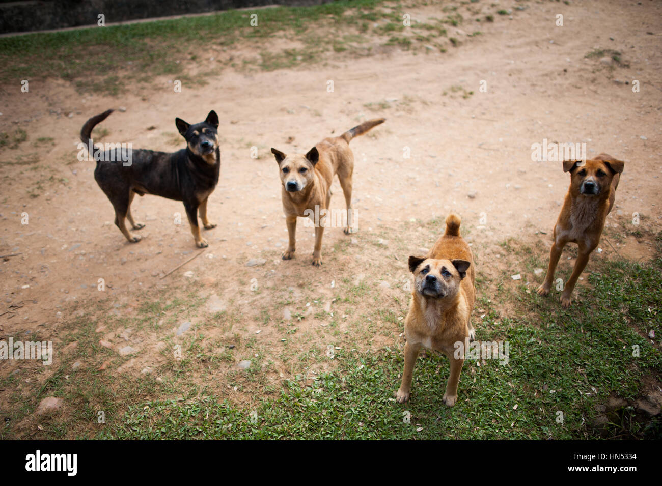 India slum dogs hi-res stock photography and images - Alamy