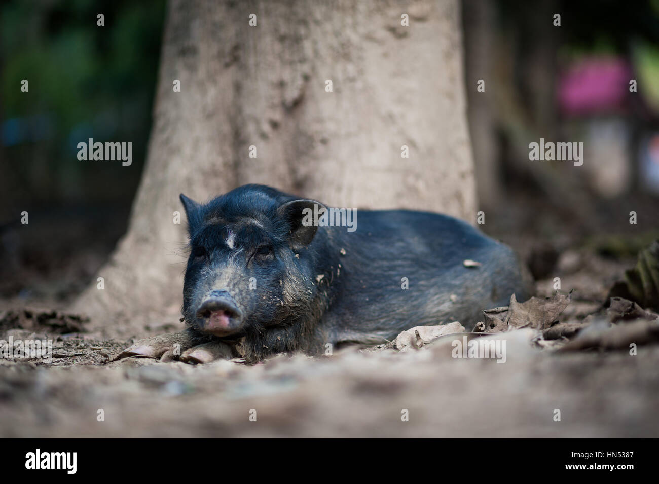 Pig farm in laos hi-res stock photography and images - Alamy