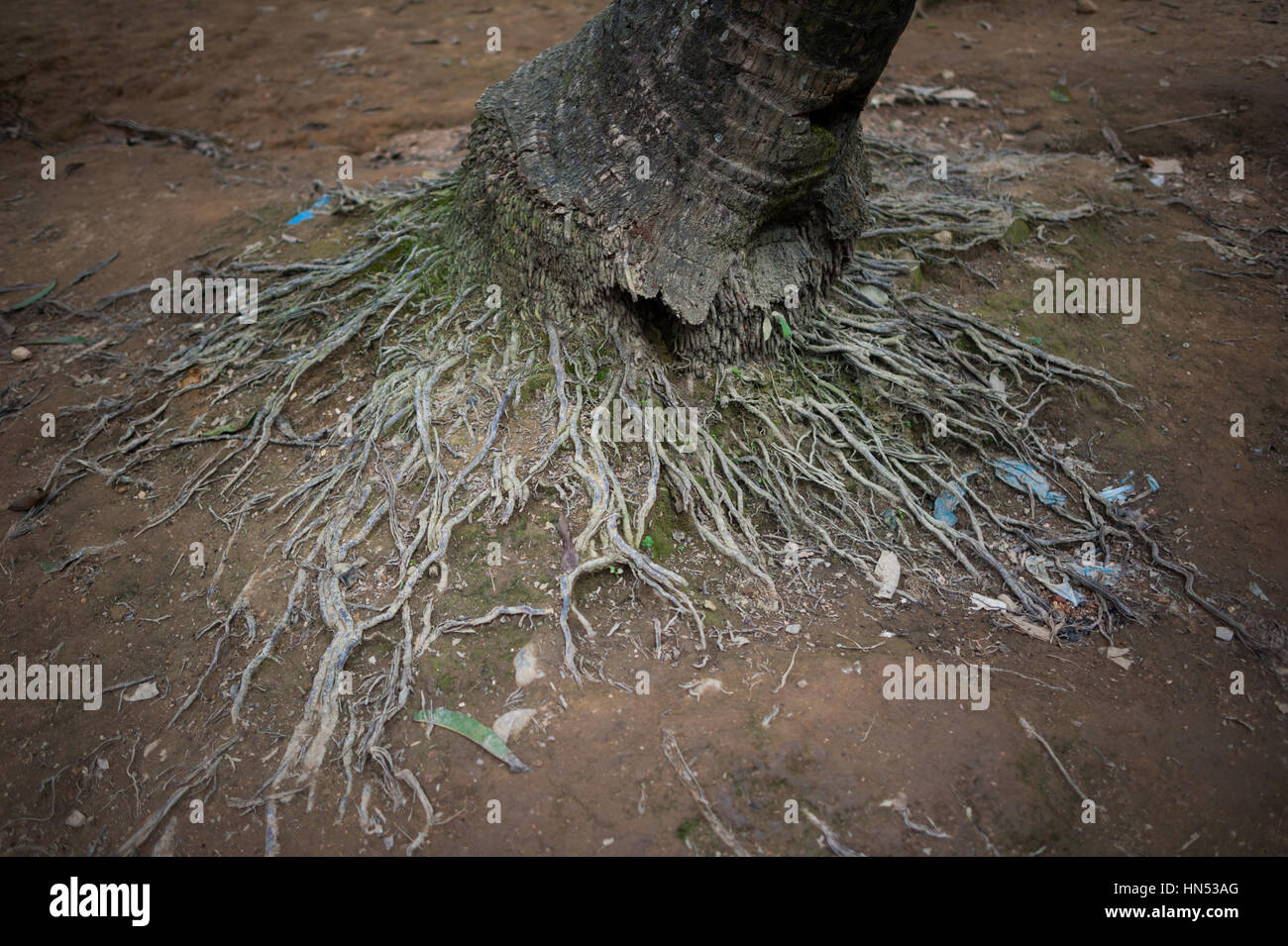 Coconut roots hi-res stock photography and images - Alamy