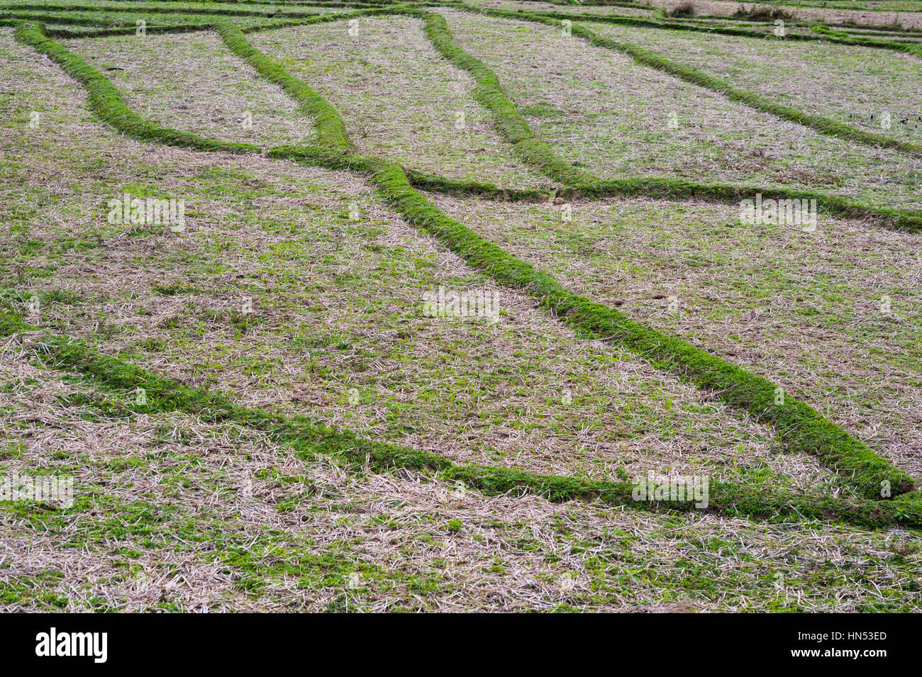 Dry rice fields in Laos, SA Asia Stock Photo - Alamy