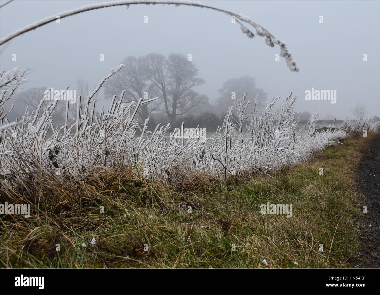 Partial frost covered grass verge and trees in freezing fog Stock Photo ...