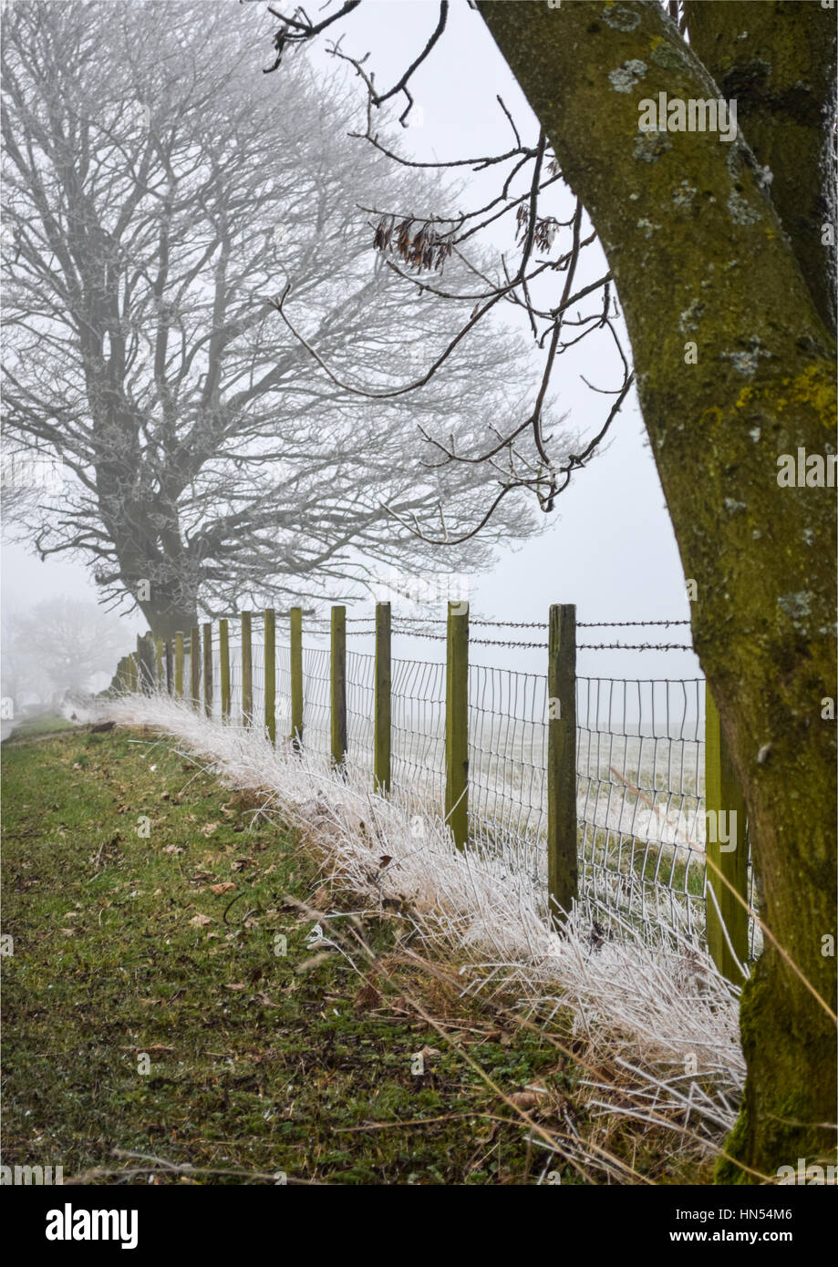 Partial frost covered grass verge and trees in freezing fog Stock Photo ...