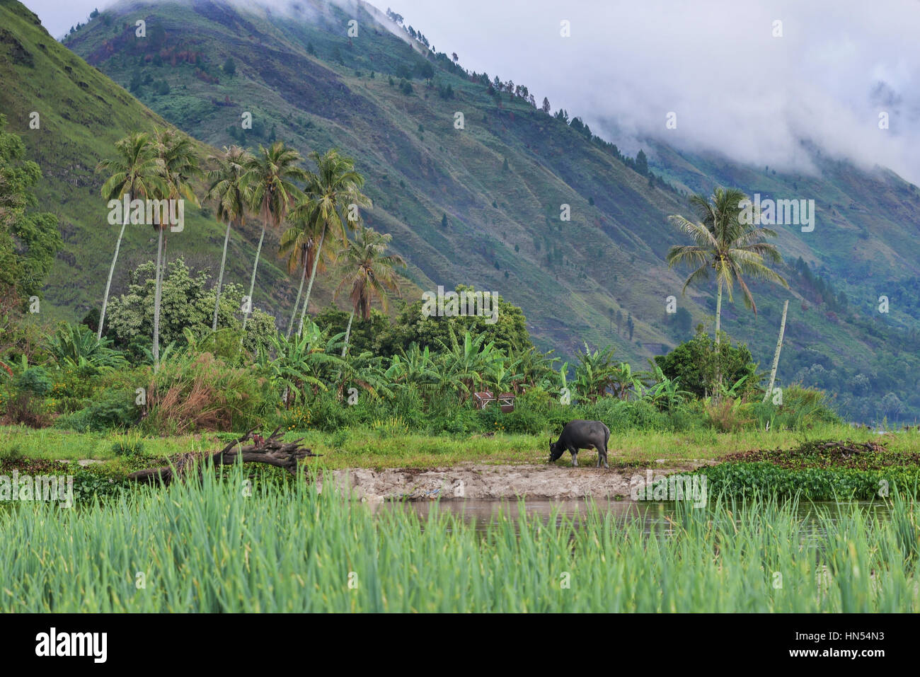 View of Bakara in Toba Lake, North Sumatera, Indonesia Stock Photo - Alamy