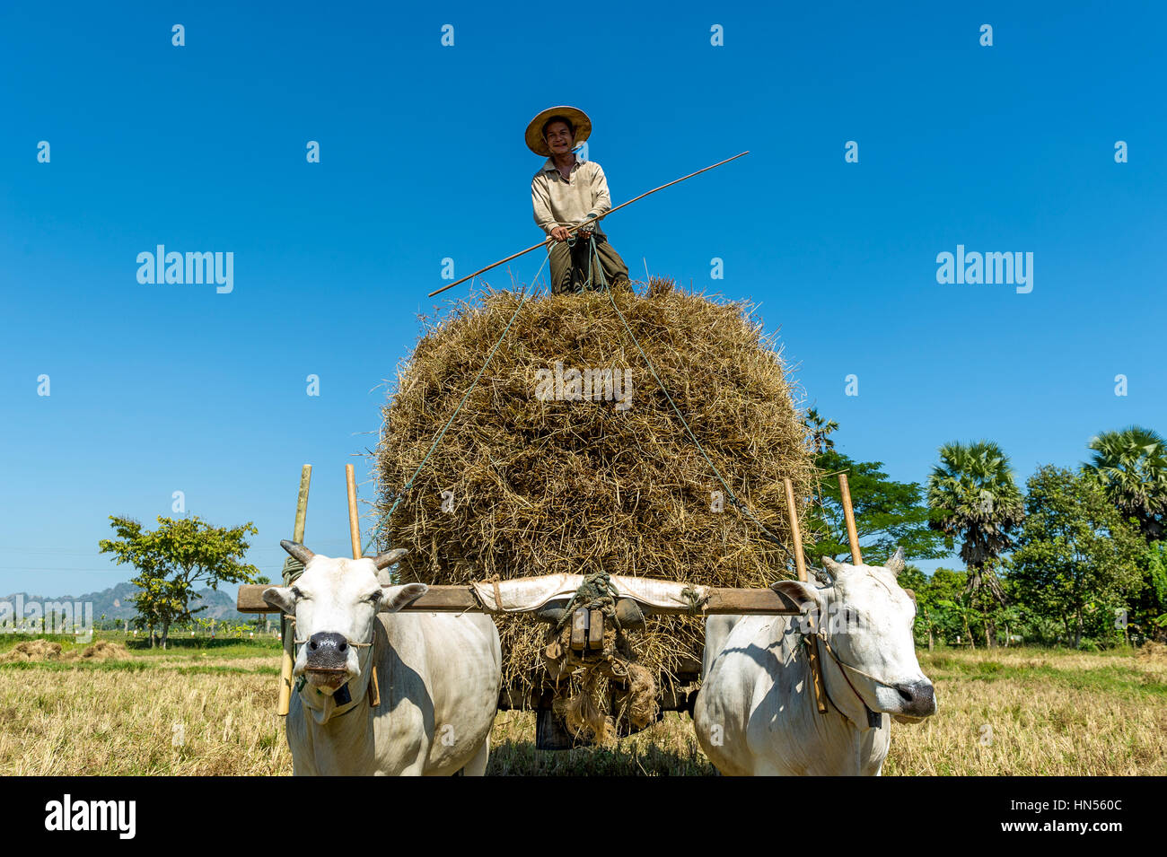 Myanmar (formerly Burma). Kayin State (Karen State). Hpa Han. Peasant ...