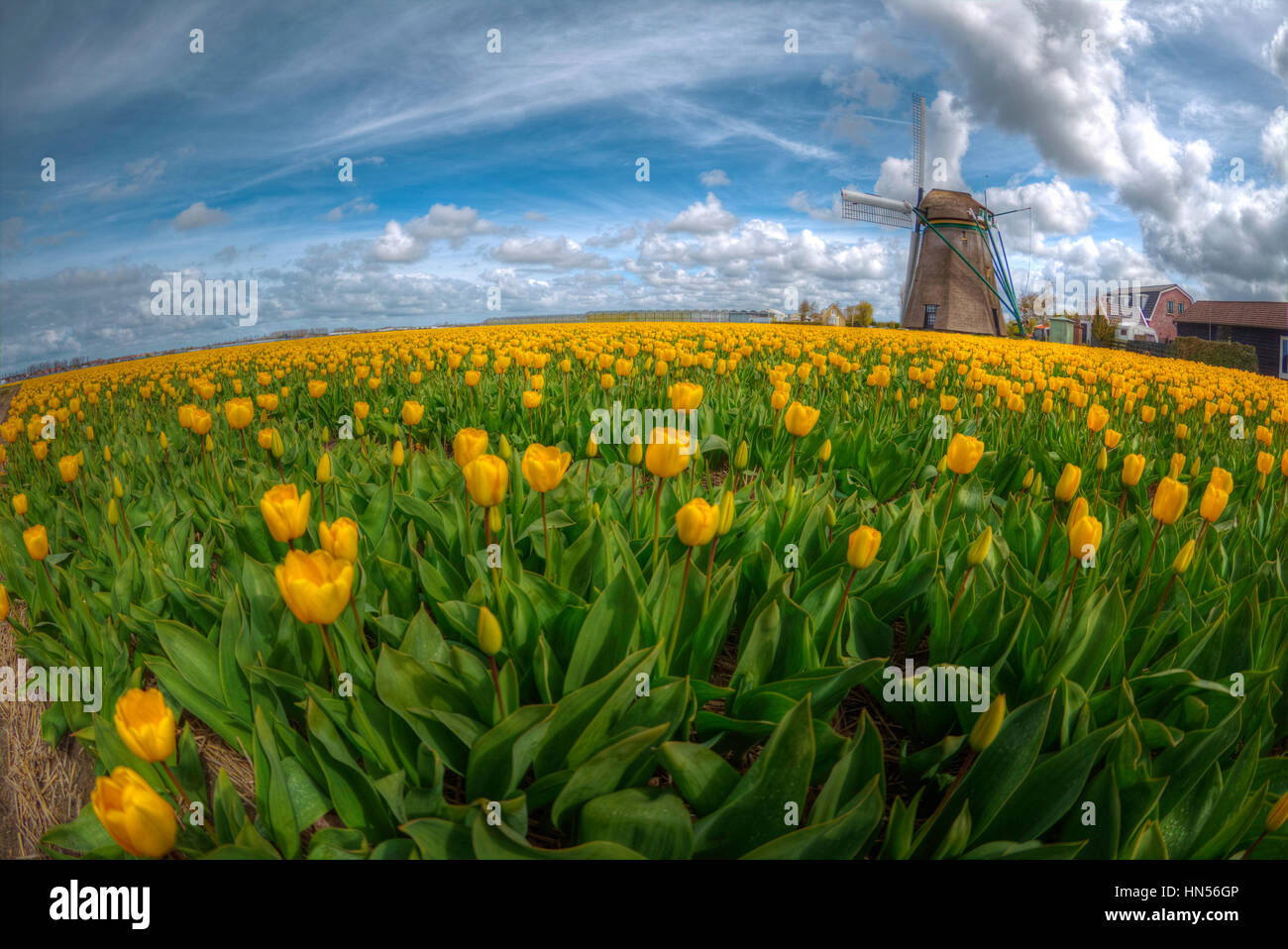 Windmill with tulip field in Holland Stock Photo - Alamy