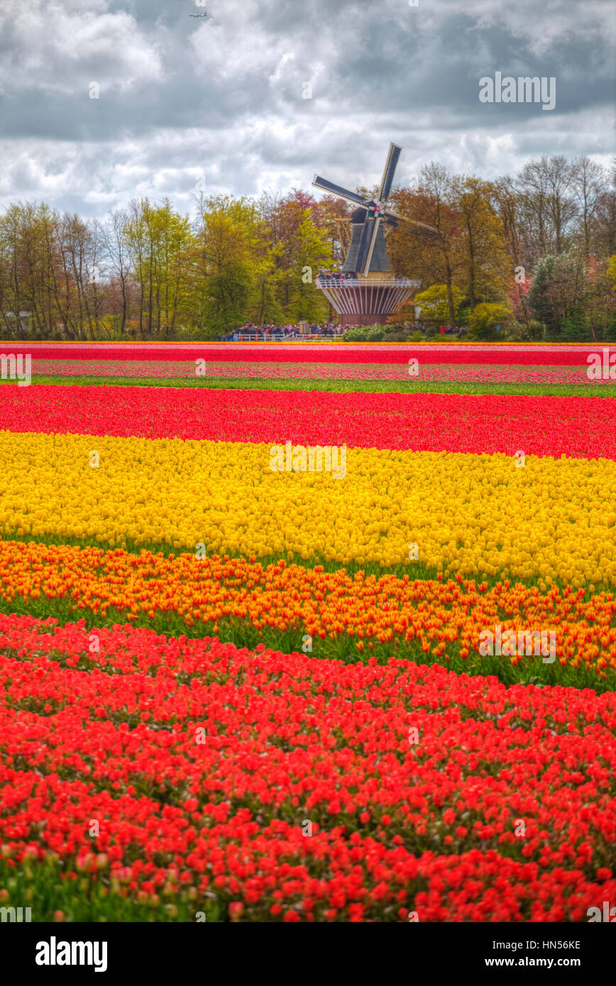 Windmill with tulip field in Holland Stock Photo - Alamy