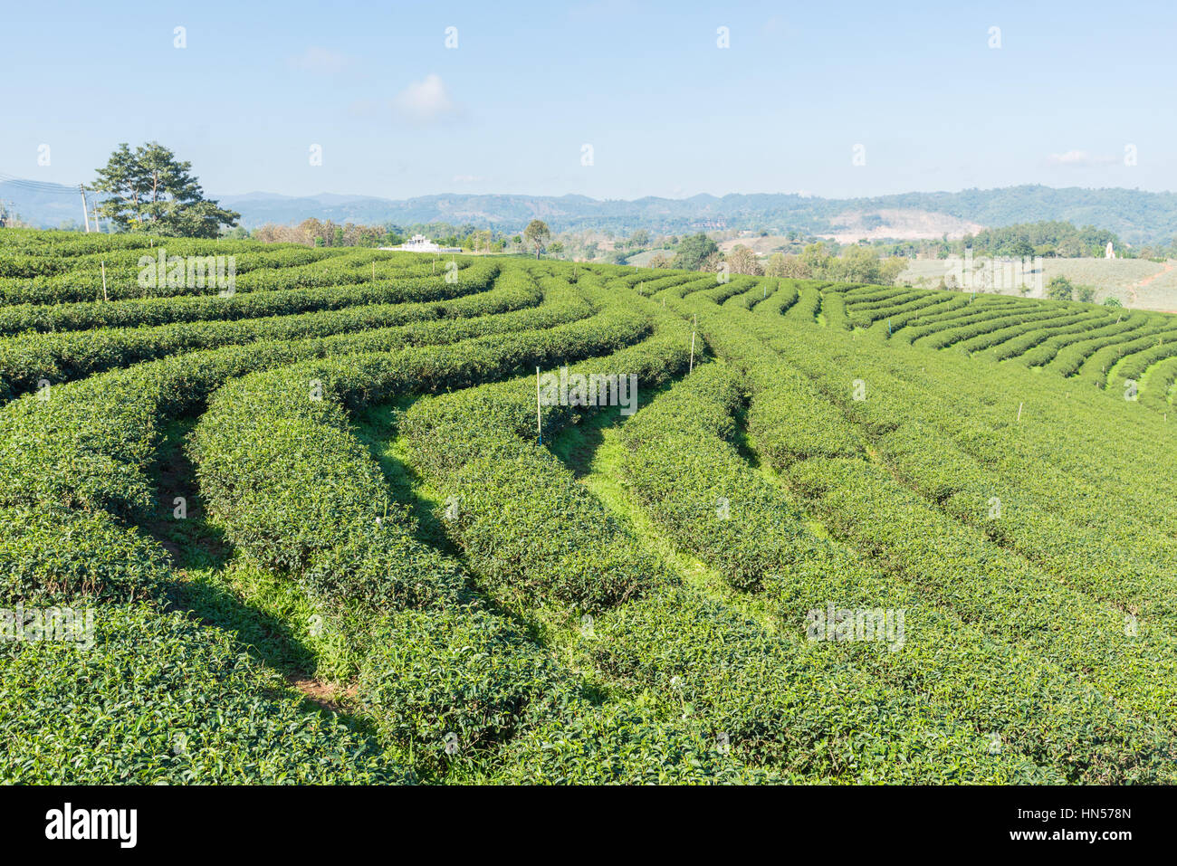 Tea plantations in Thailand Stock Photo - Alamy