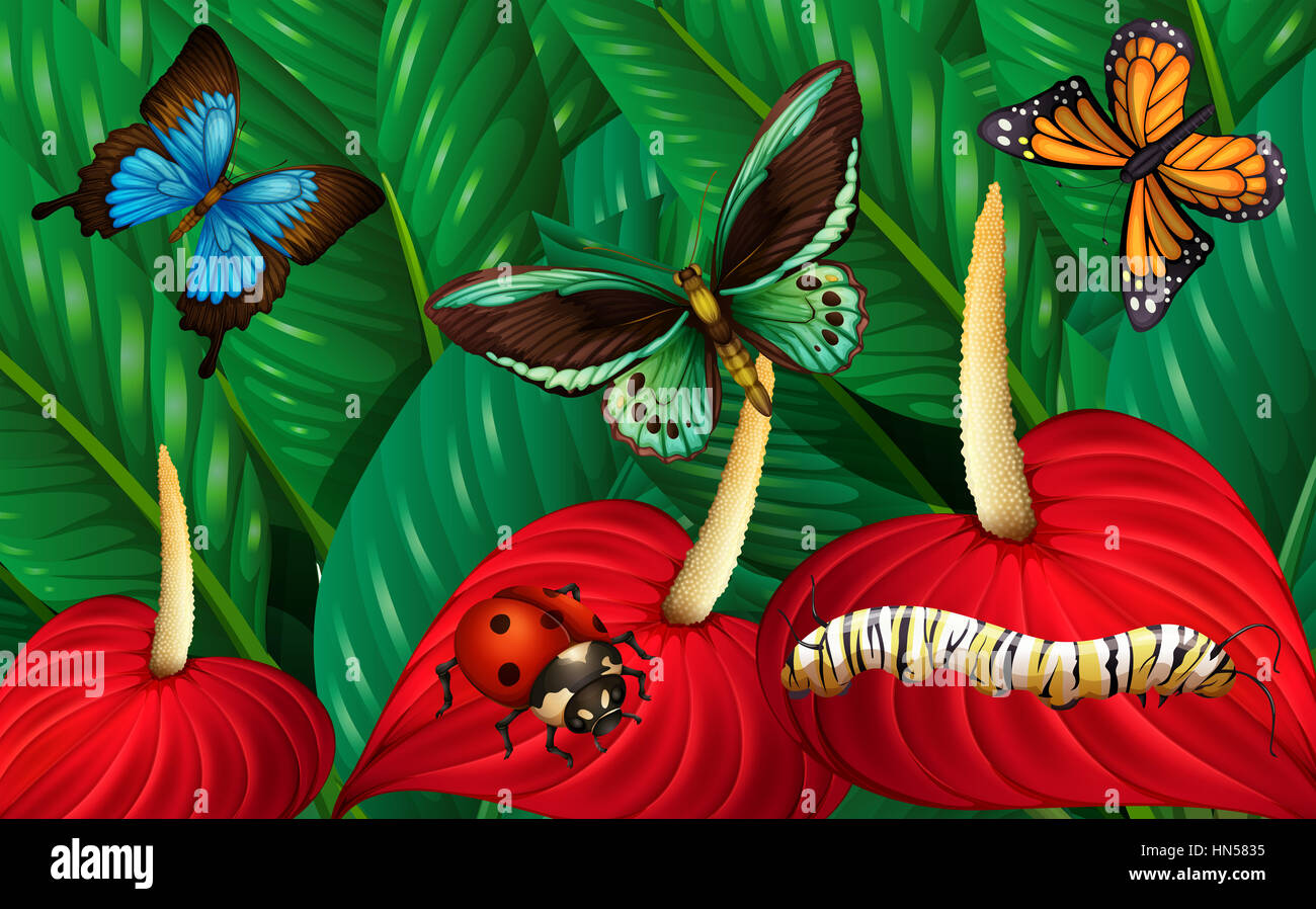 Butterflies and other insects in garden illustration Stock Photo - Alamy