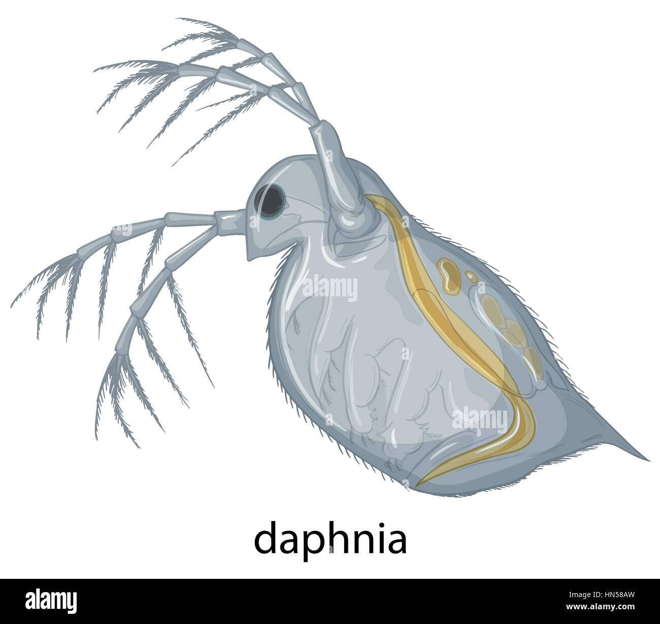Daphnia pond hi-res stock photography and images - Alamy