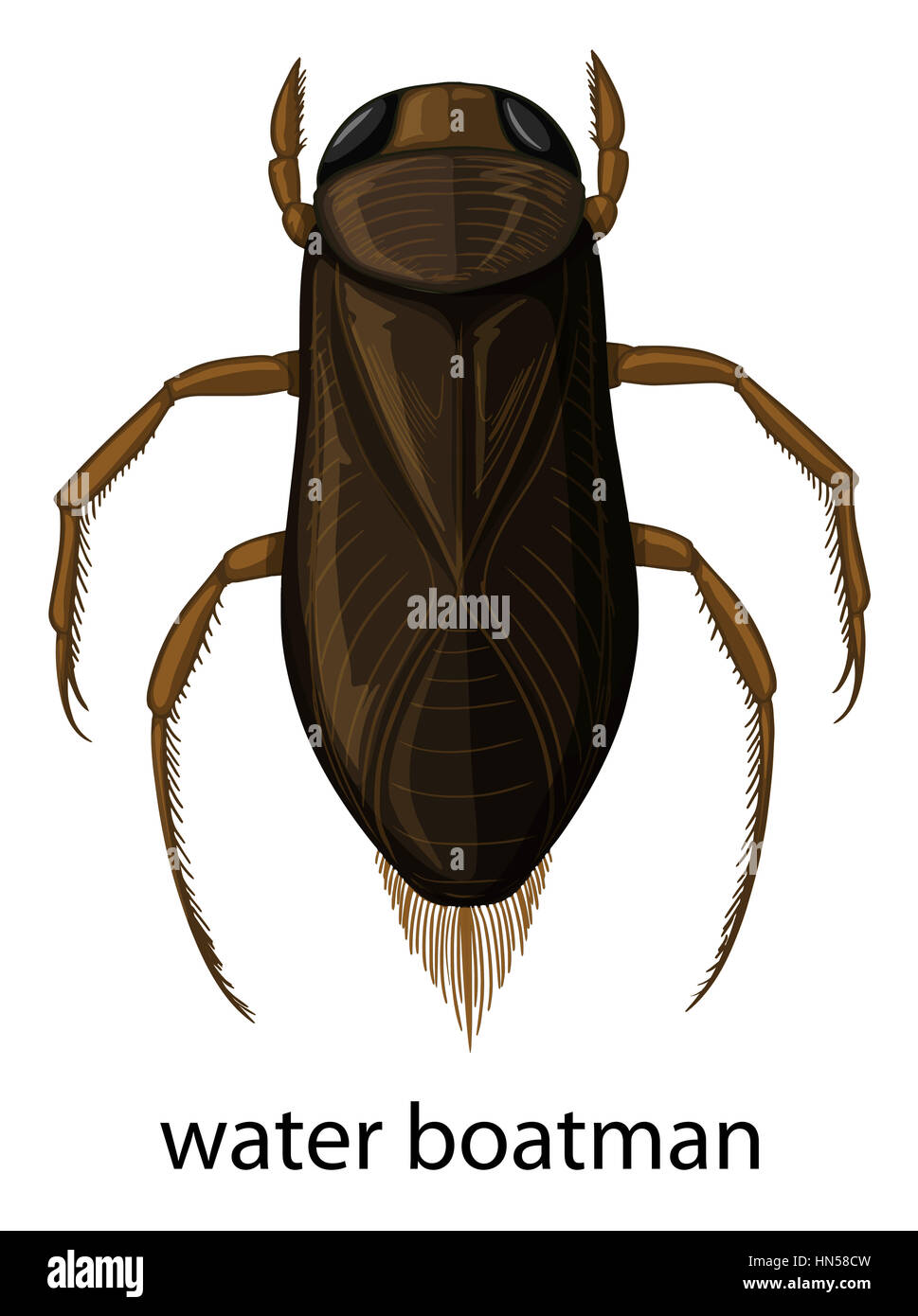 Water boatman bug hi-res stock photography and images - Alamy