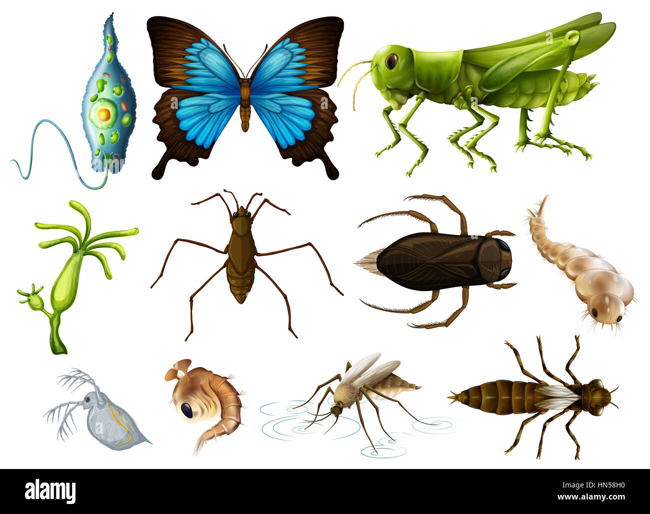Different types of insects on white background illustration Stock Photo ...