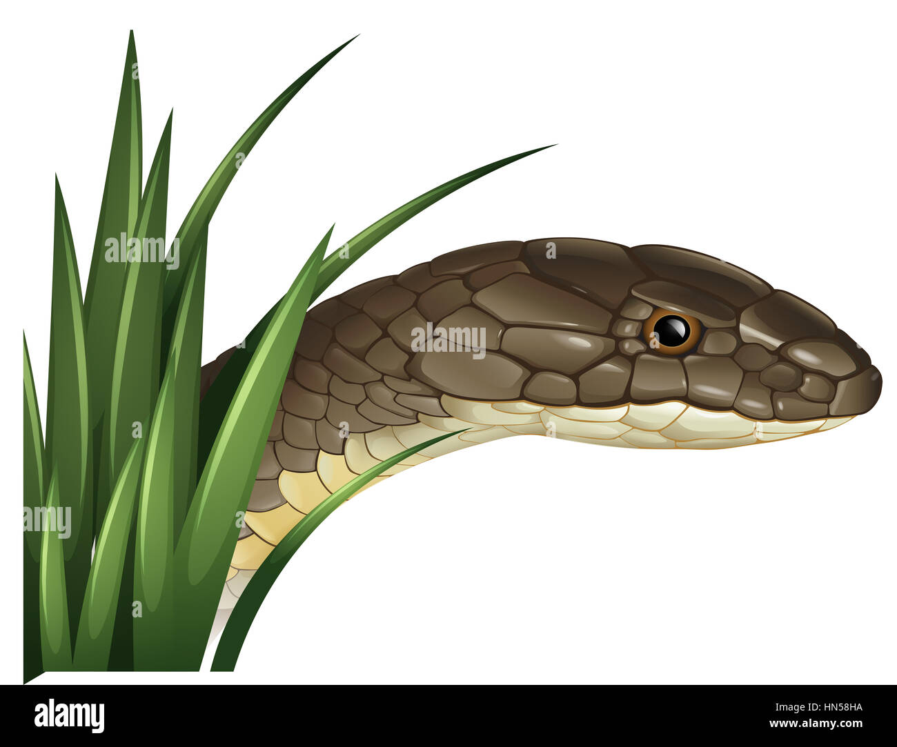 Wild snake behind the bush illustration Stock Photo - Alamy