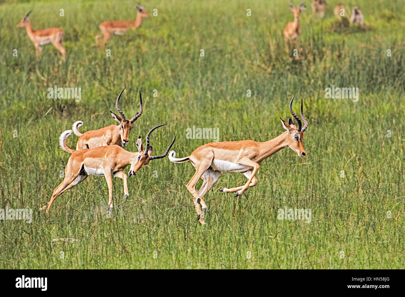 Impalas jumping hi-res stock photography and images - Alamy