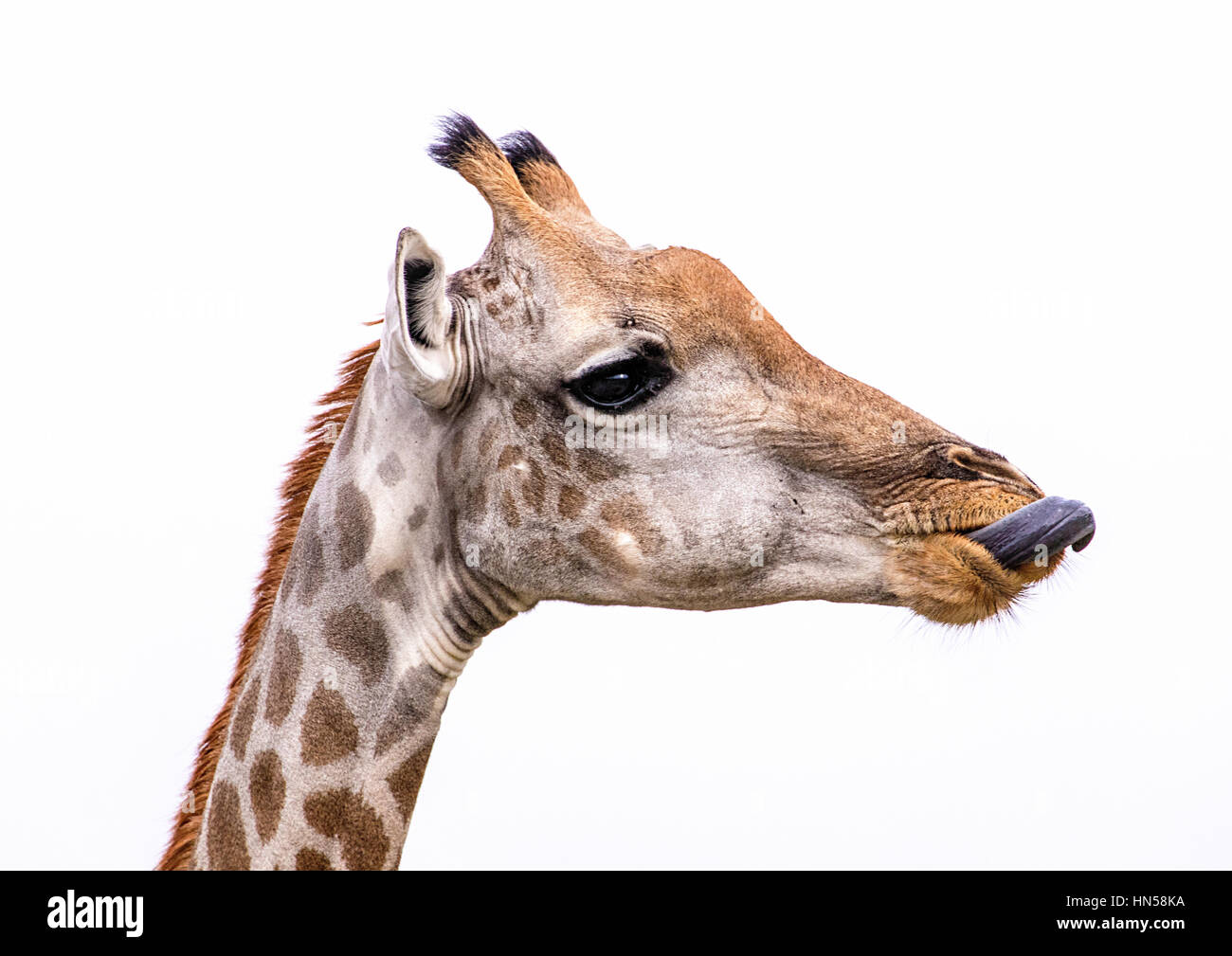 Maasai giraffes Cut Out Stock Images & Pictures - Alamy