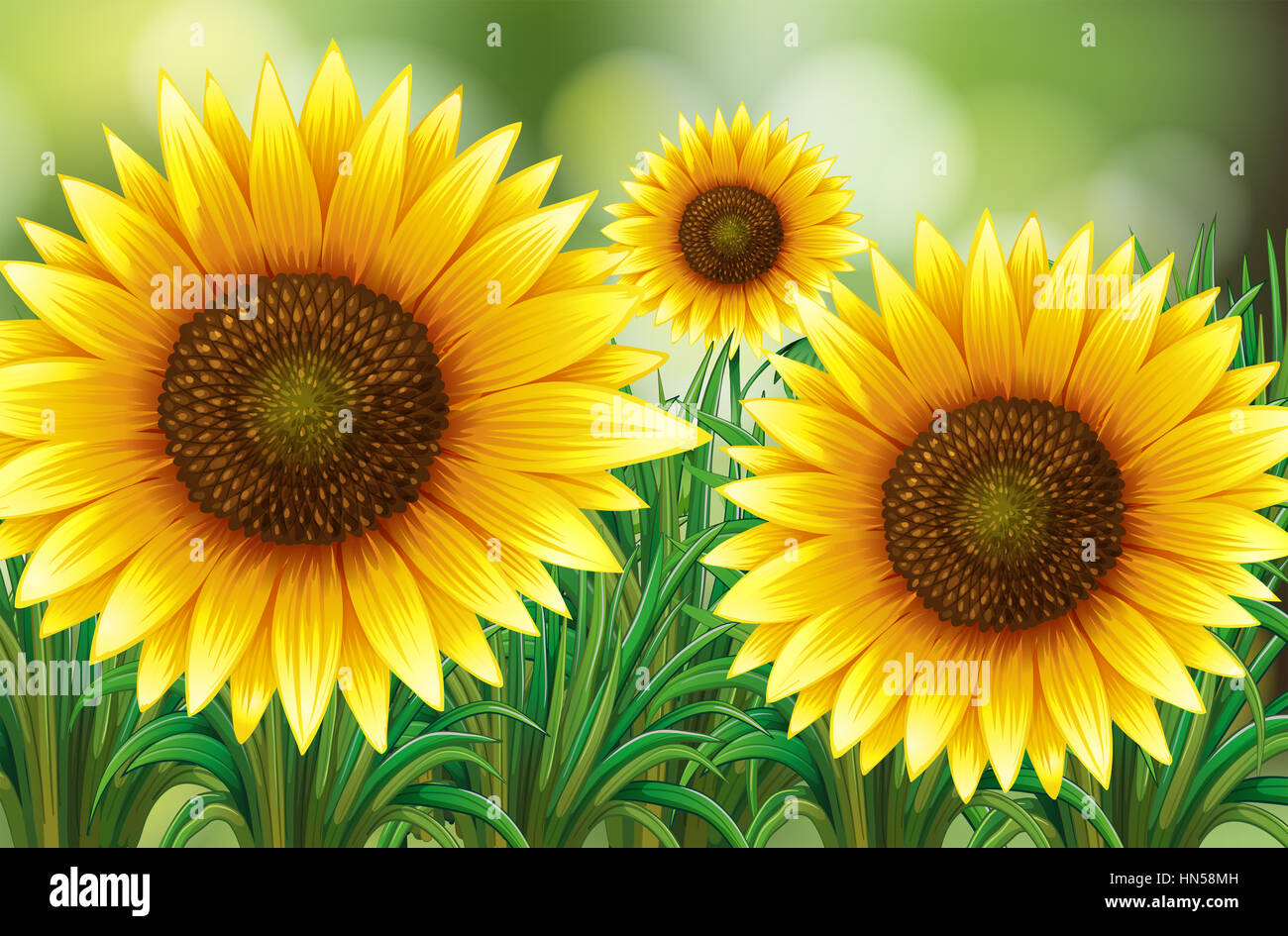 Scene with sunflowers in garden illustration Stock Photo - Alamy