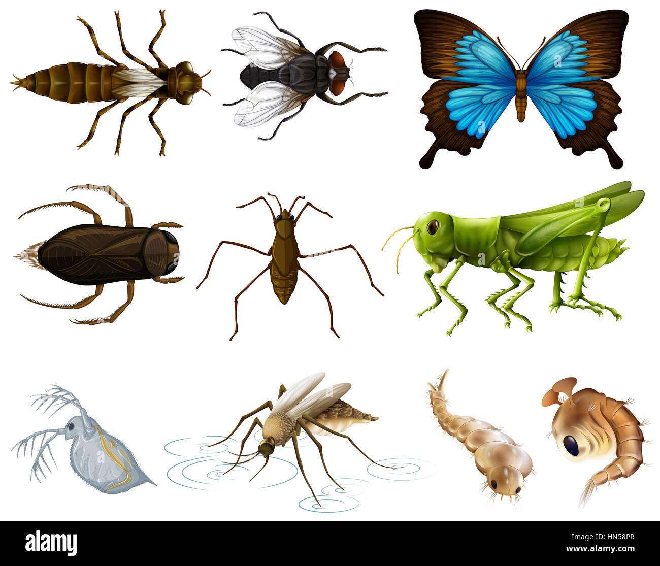 Insects set on white background illustration Stock Photo - Alamy