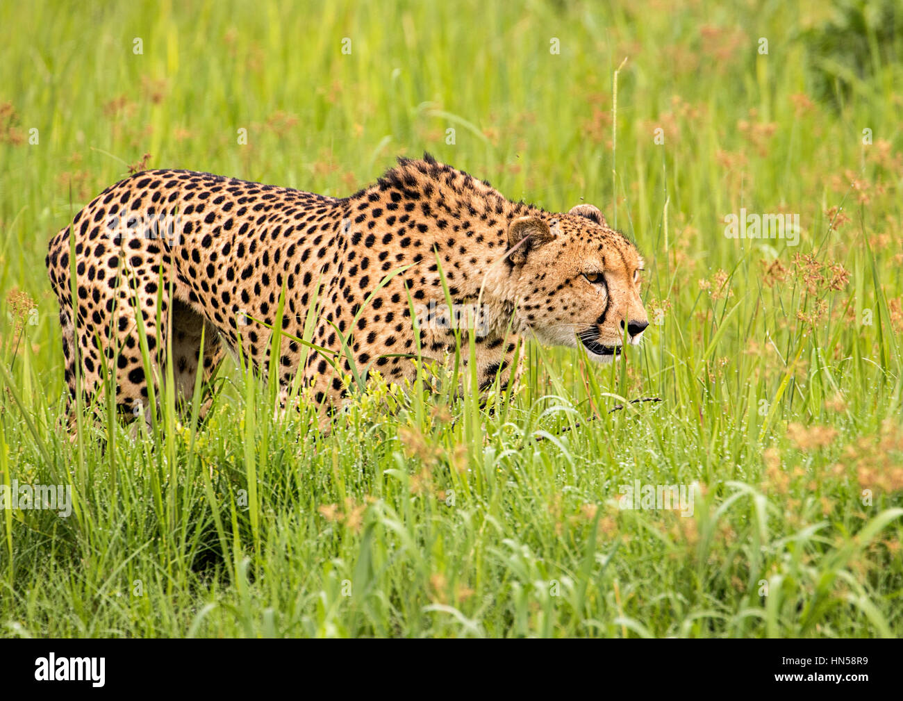 Cheetahs Stalking Prey