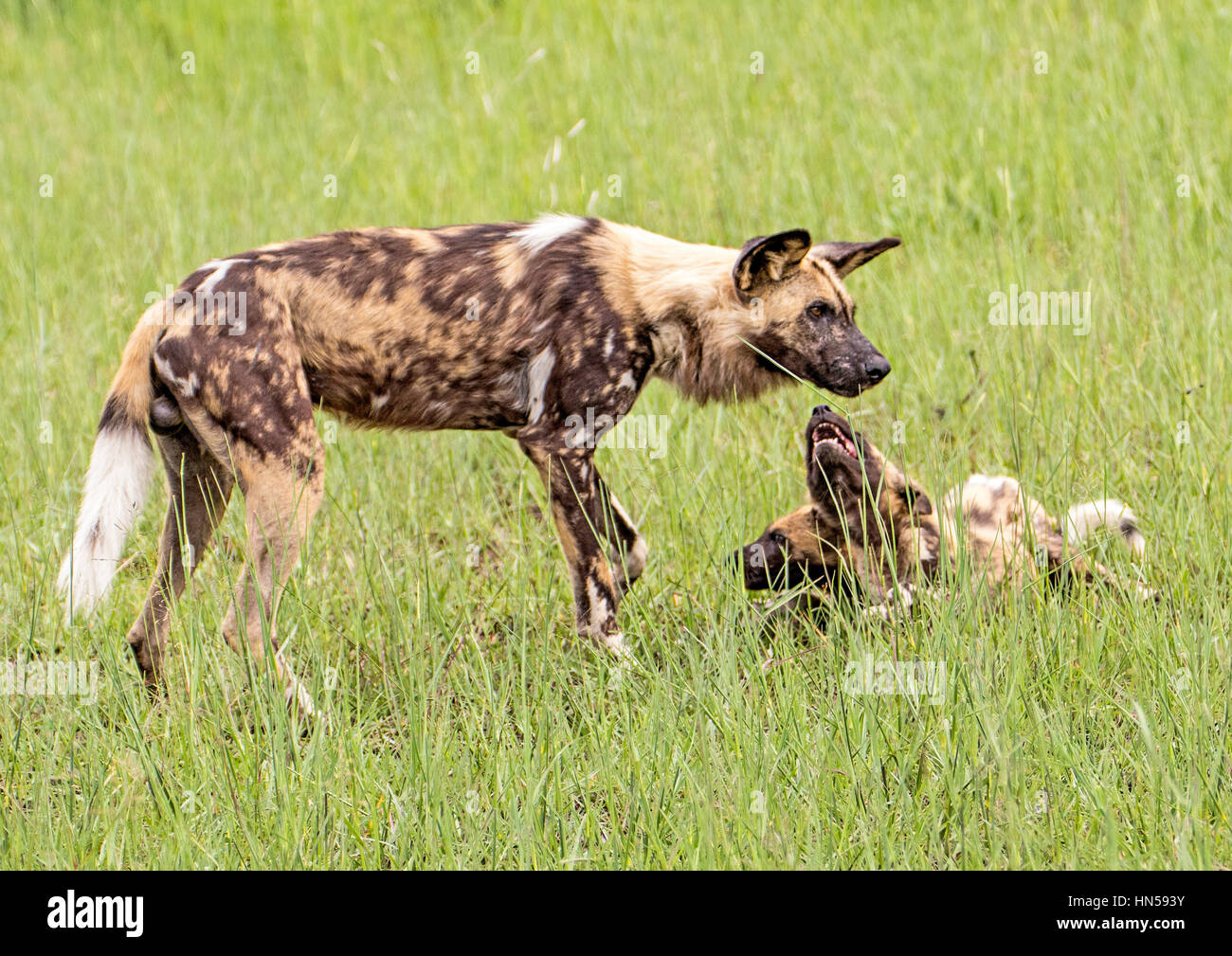 Wild dog pups begging for food Stock Photo - Alamy