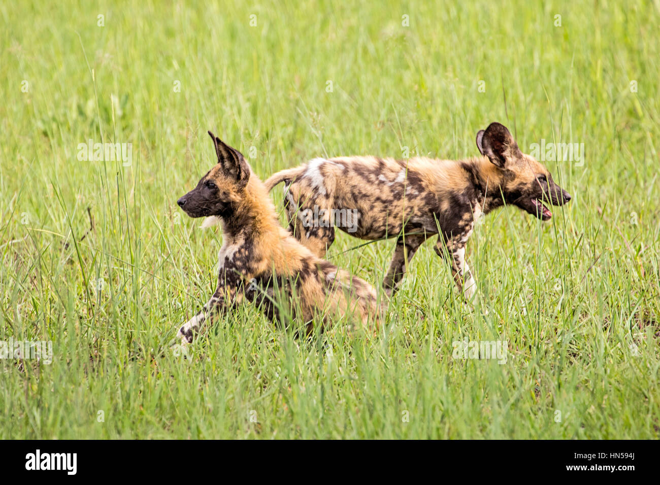Wild Dogs pups Stock Photo - Alamy