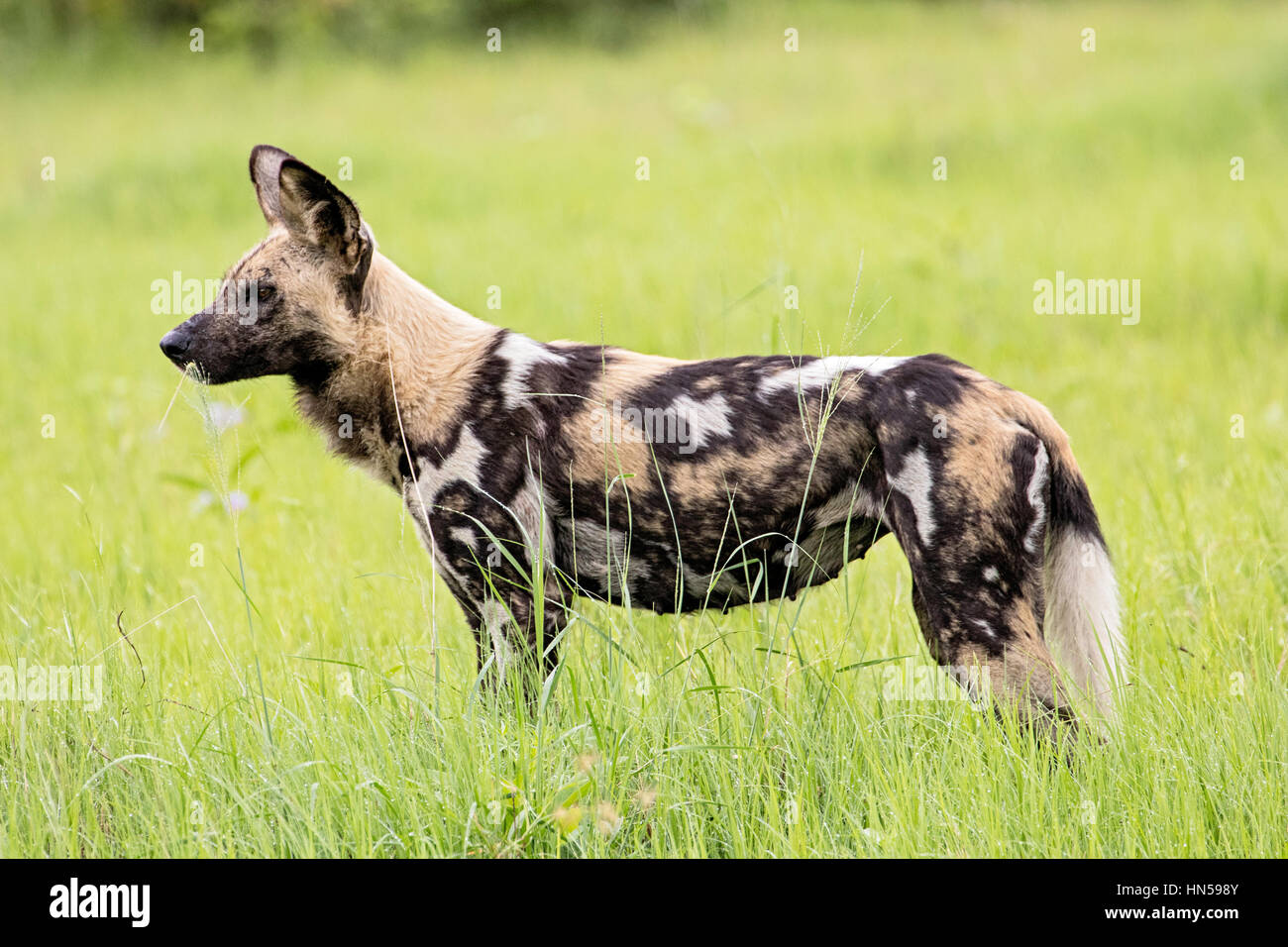 Female dog puppies hi-res stock photography and images - Alamy