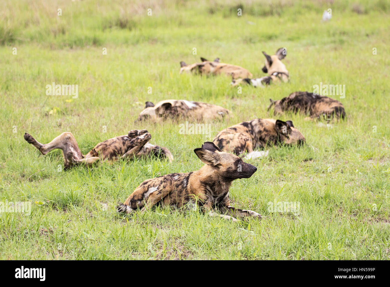 Wild dogs resting after an unsuccessful hunt Stock Photo - Alamy