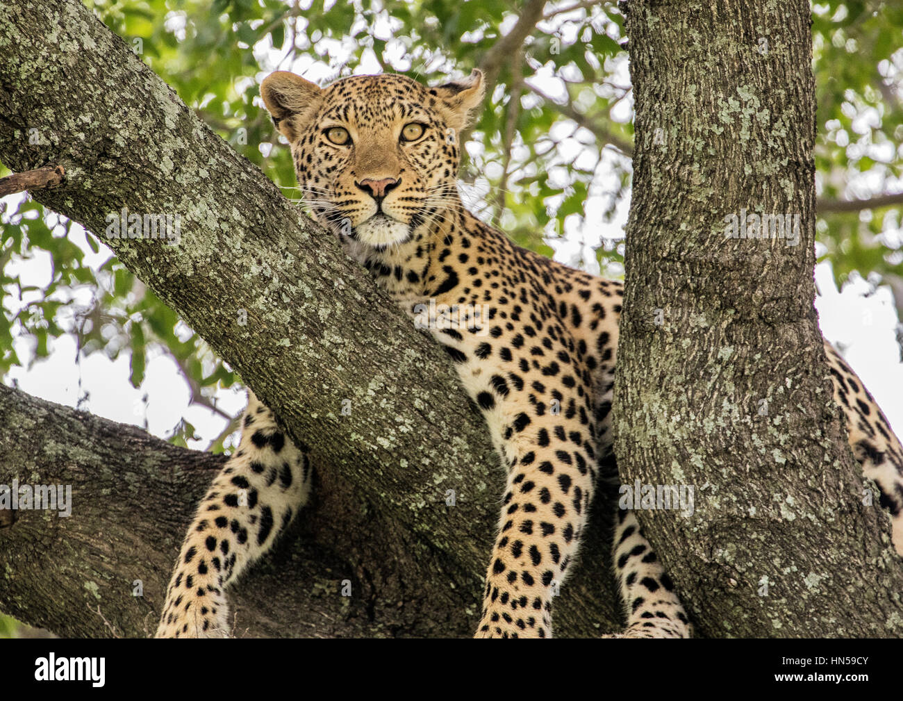 Leopard up a tree Stock Photo - Alamy
