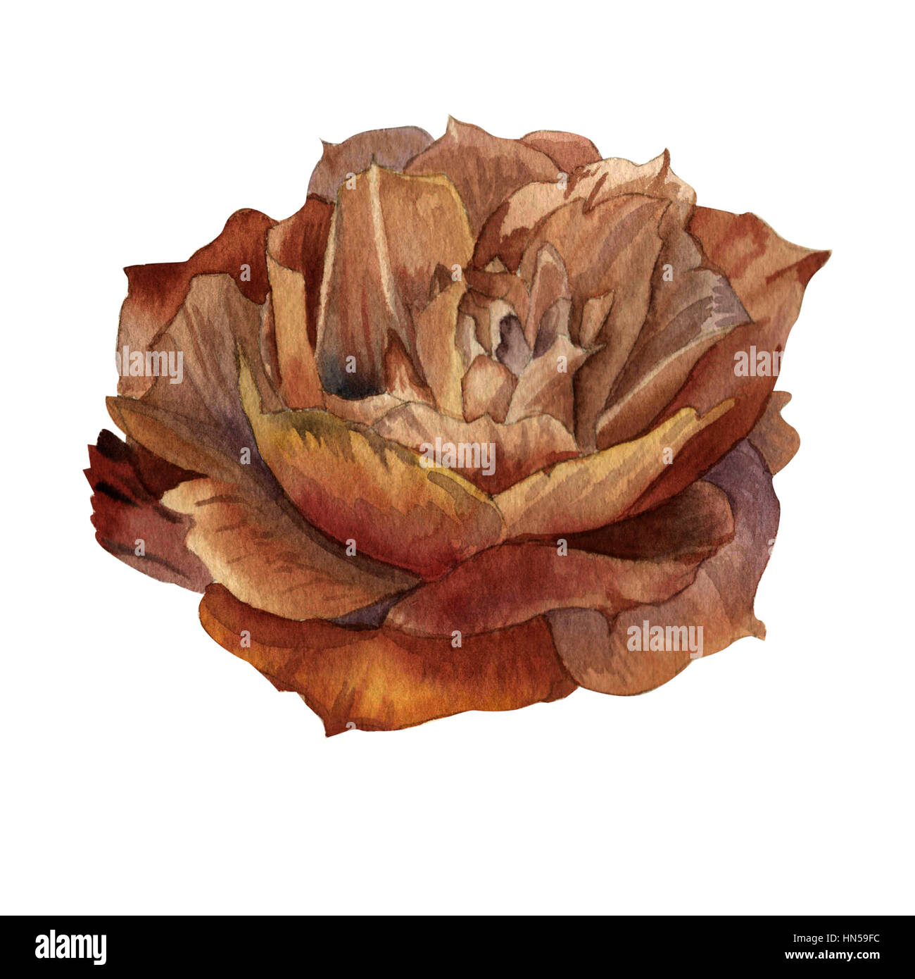 Wildflower rose flower in a watercolor style isolated Stock Photo - Alamy