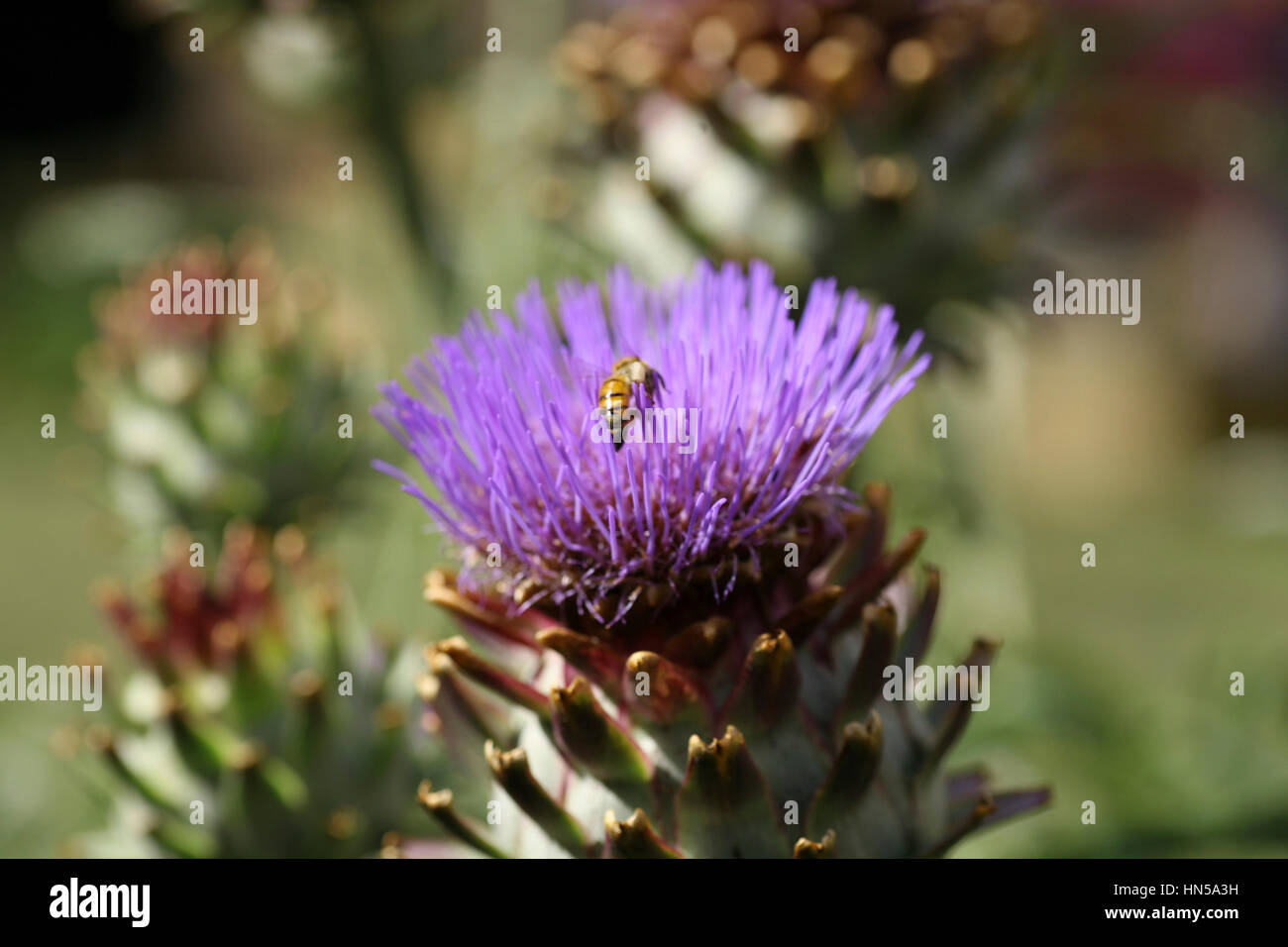Giant honey bee hi-res stock photography and images - Alamy