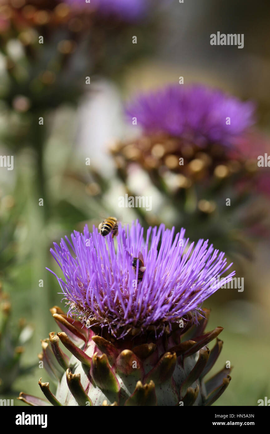 Bee on Cardoon flower Stock Photo - Alamy