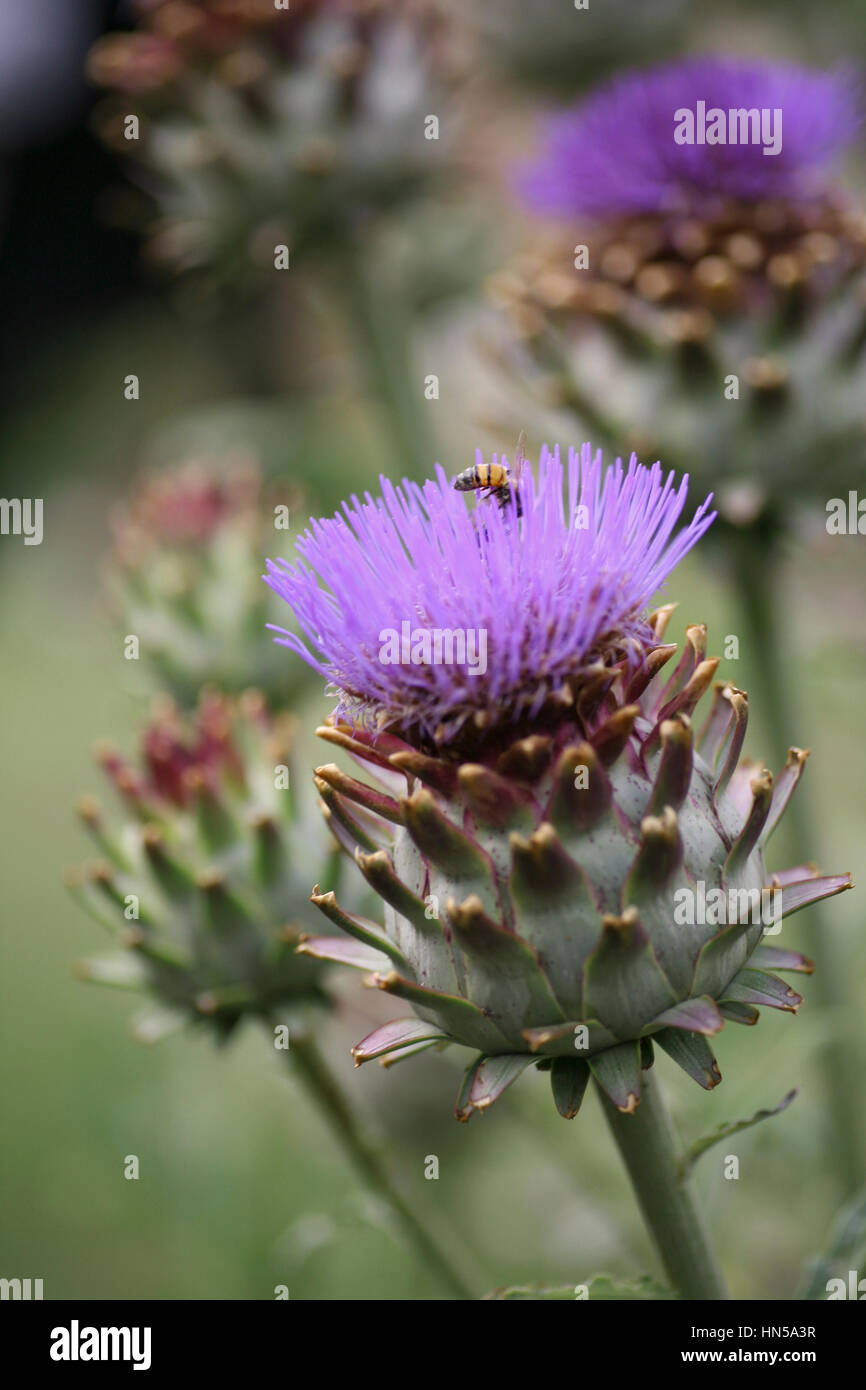 Cardone hi-res stock photography and images - Alamy