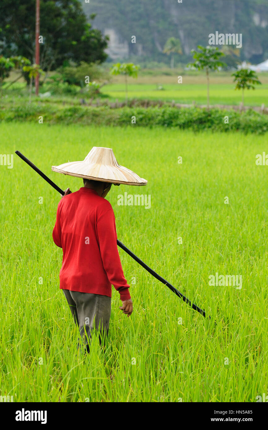 Indonesian rice-workers on the rice-fields Stock Photo - Alamy