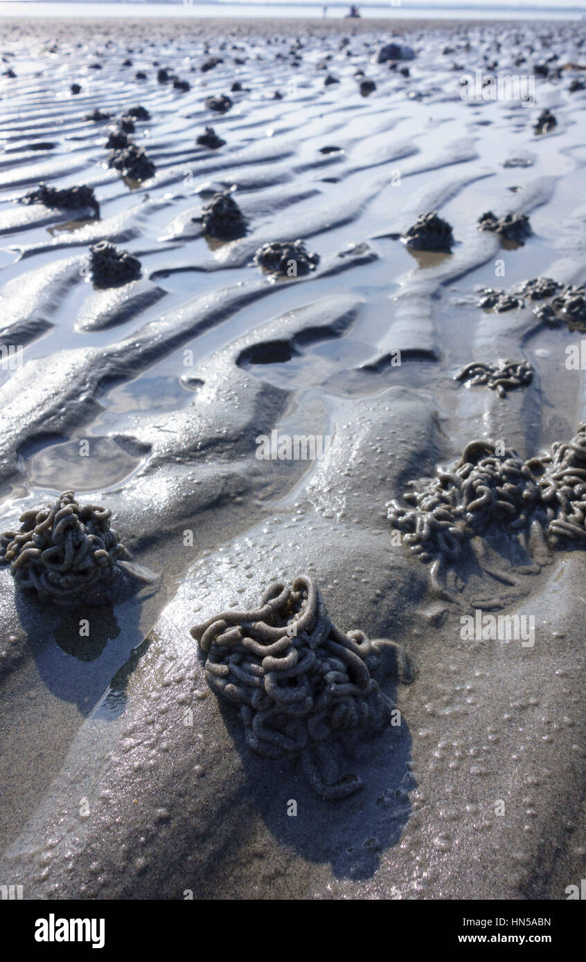 Lugworm or sandworm arenicola marina hi-res stock photography and ...